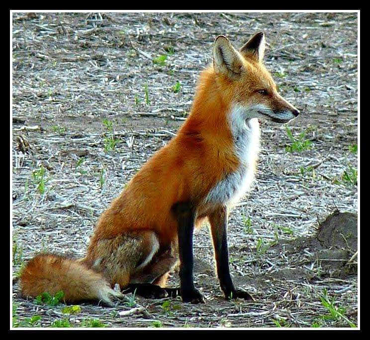 A few female Red Fox | Predator Masters