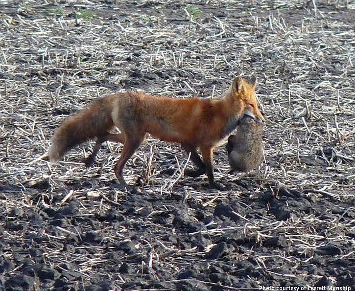 A few female Red Fox | Predator Masters