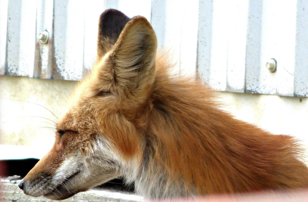 A few female Red Fox | Predator Masters