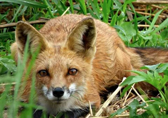 A few female Red Fox | Predator Masters