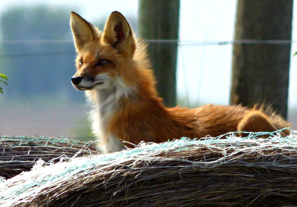 A few female Red Fox | Predator Masters