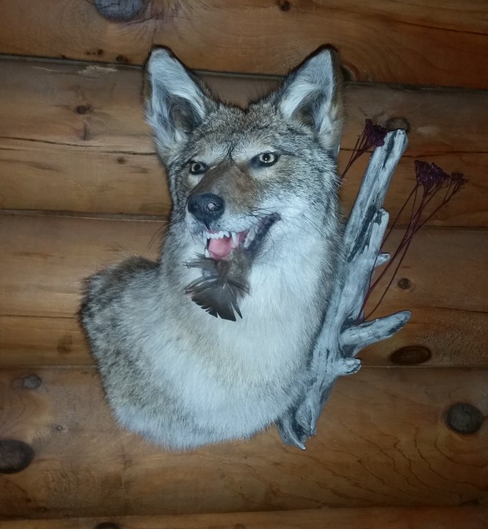 Lets see your full body coyote mounts! | Predator Masters