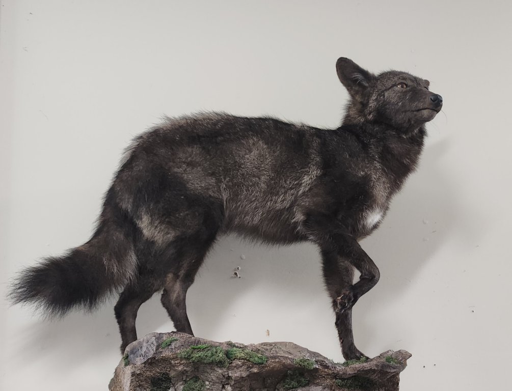 Lets see your full body coyote mounts! | Predator Masters