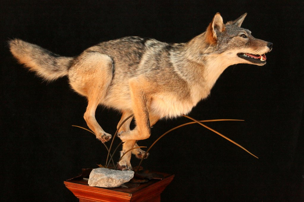 Lets see your full body coyote mounts! | Predator Masters