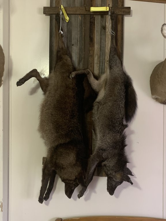 Lets see your full body coyote mounts! | Predator Masters