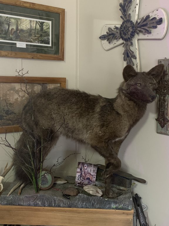 Lets see your full body coyote mounts! | Predator Masters