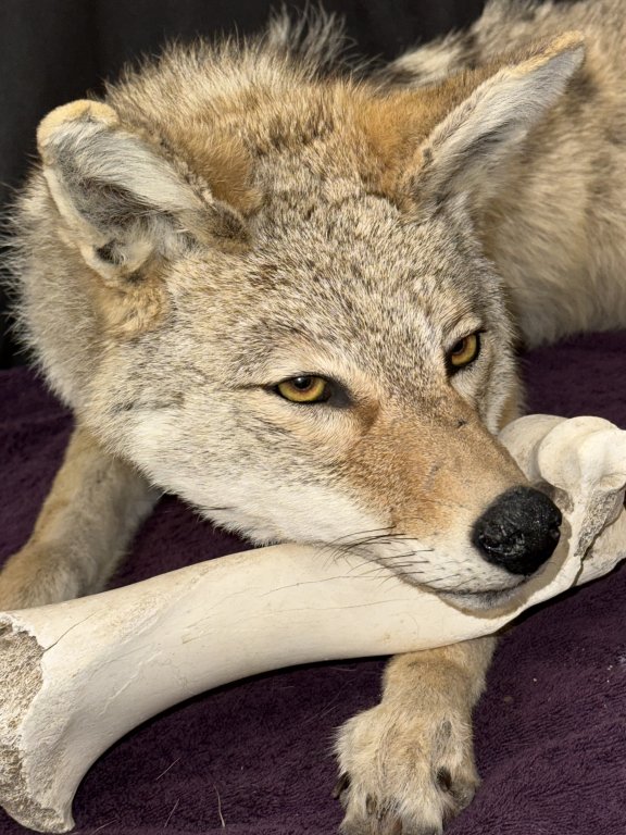 Lets see your full body coyote mounts! | Predator Masters