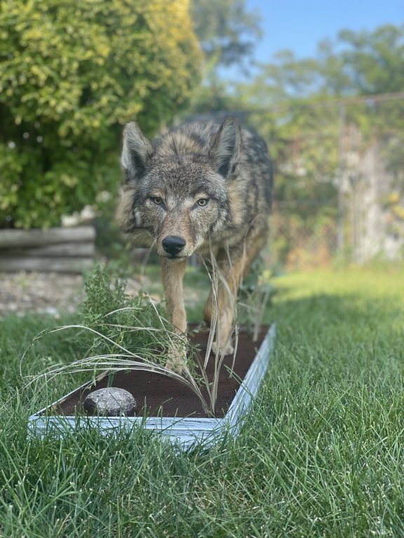 Lets see your full body coyote mounts! | Predator Masters