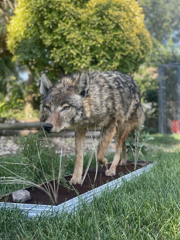 Lets see your full body coyote mounts! | Predator Masters