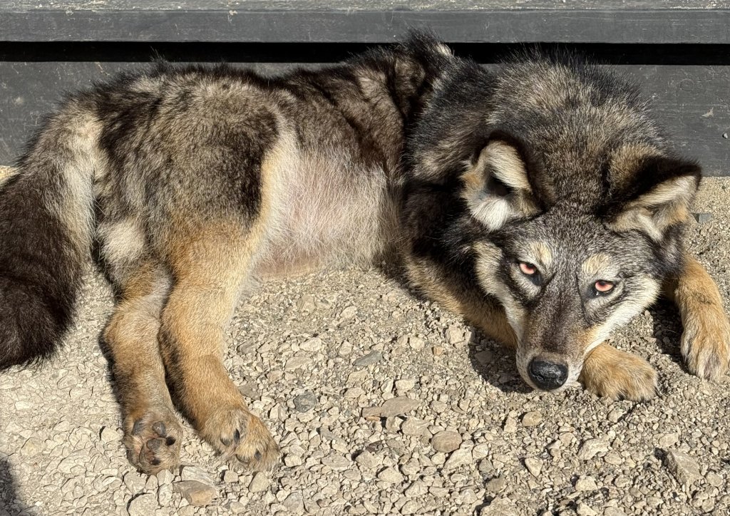 Lets see your full body coyote mounts! | Predator Masters