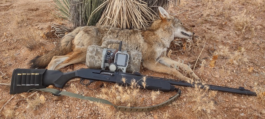 Two Shotgun Coyotes | Predator Masters