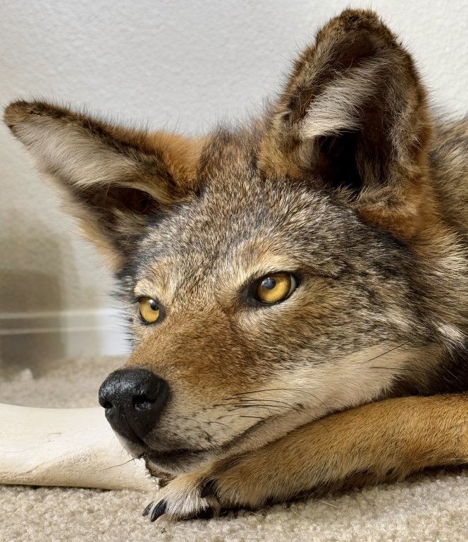 Lets see your full body coyote mounts! | Predator Masters