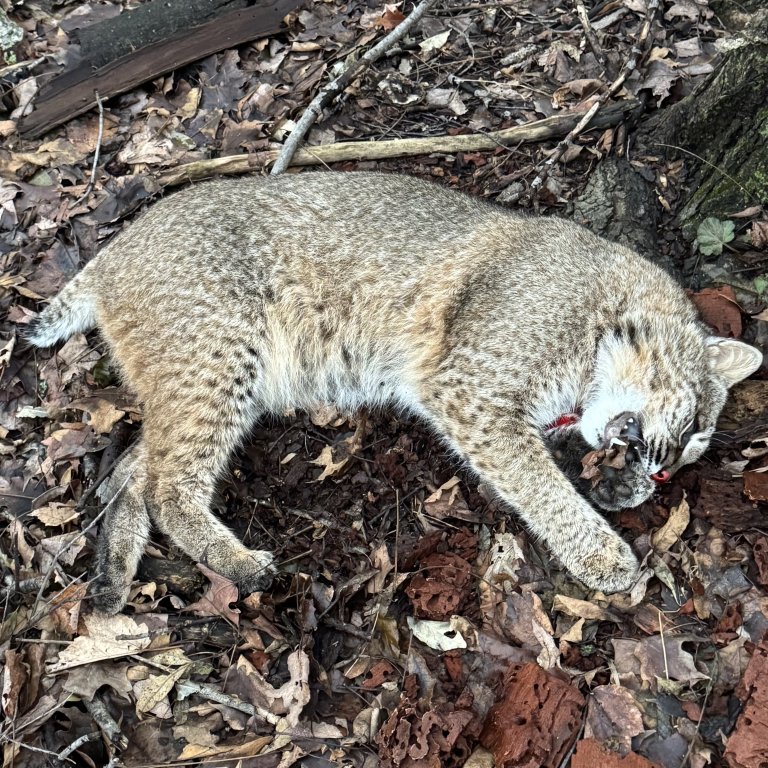 Finally got my Michigan bobcat! | Predator Masters