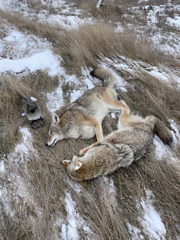 New PR | Predator Masters