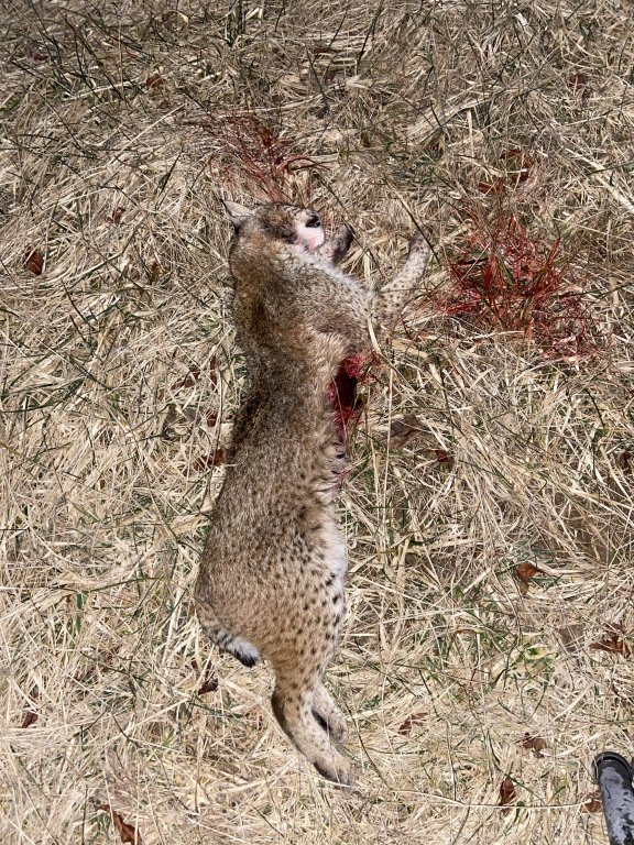 Some Predators from this past Winter | Predator Masters