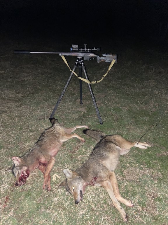 Some Predators from this past Winter | Predator Masters