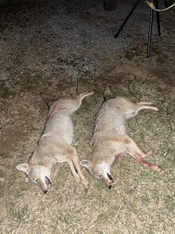 Some Predators from this past Winter | Predator Masters