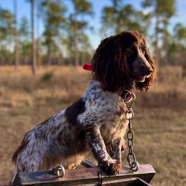 SWGA Quail hunting | Predator Masters