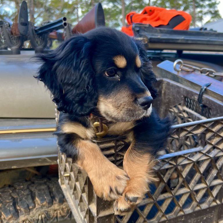 SWGA Quail hunting | Predator Masters