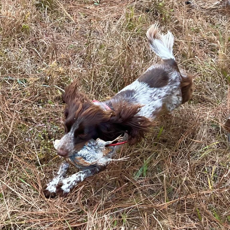 SWGA Quail hunting | Predator Masters