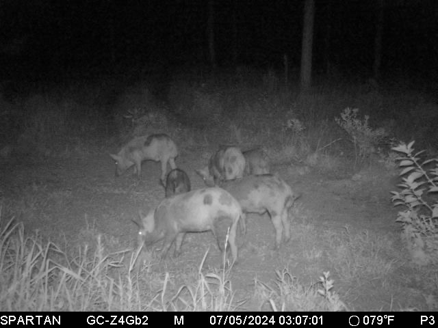 Lone Ga Boar 07/07 | Predator Masters