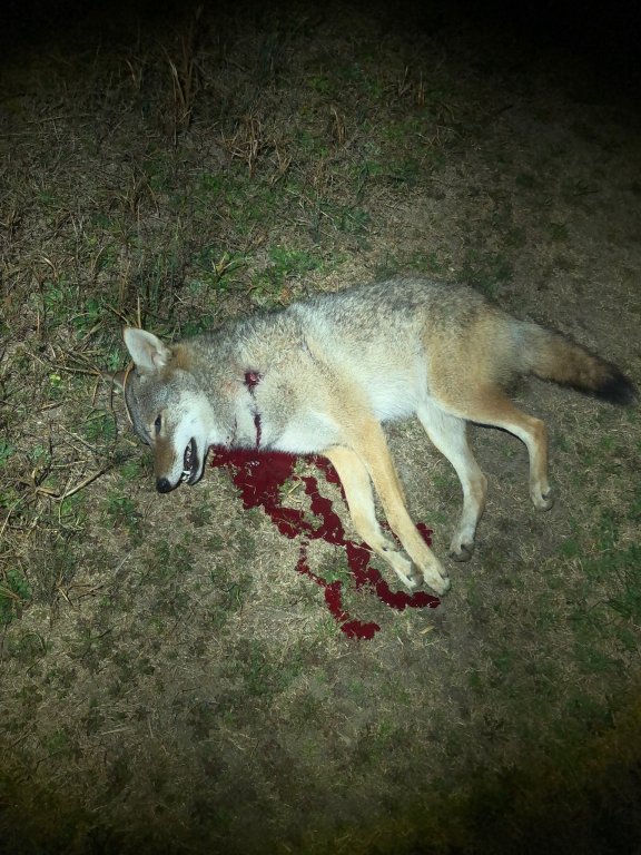 3 Females | Predator Masters