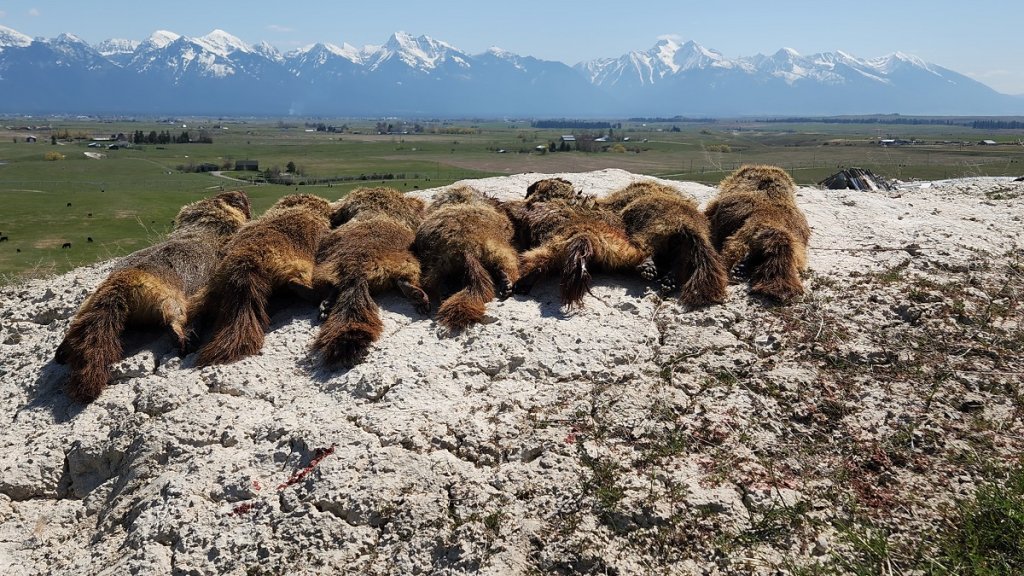 Another 7 | Predator Masters