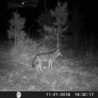 Here's wheat we know about black coyotes. | Page 2 | Predator Masters