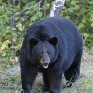 Using bear sounds to call bears | Predator Masters